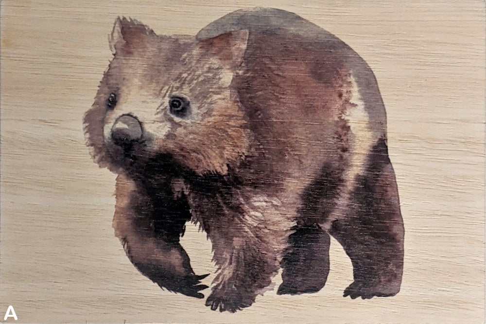 Australian Animals – nitchi design